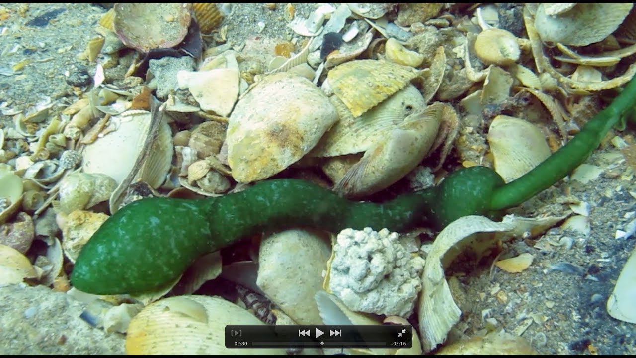 What on Earth is this Bizarre Underwater Creature??? GREEN SPOON WORM ...
